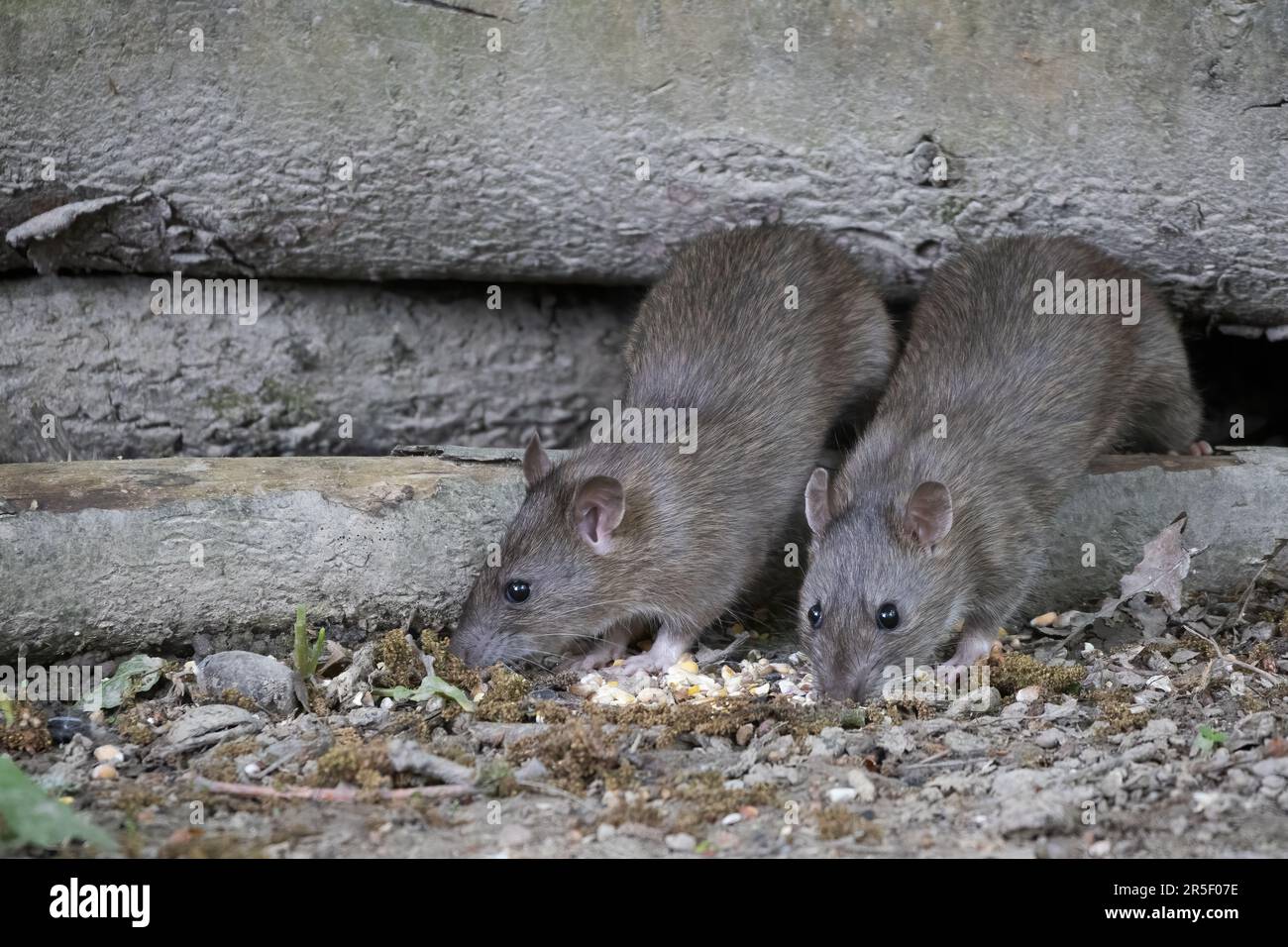 Brown Rats nesting in some old logs Stock Photo - Alamy