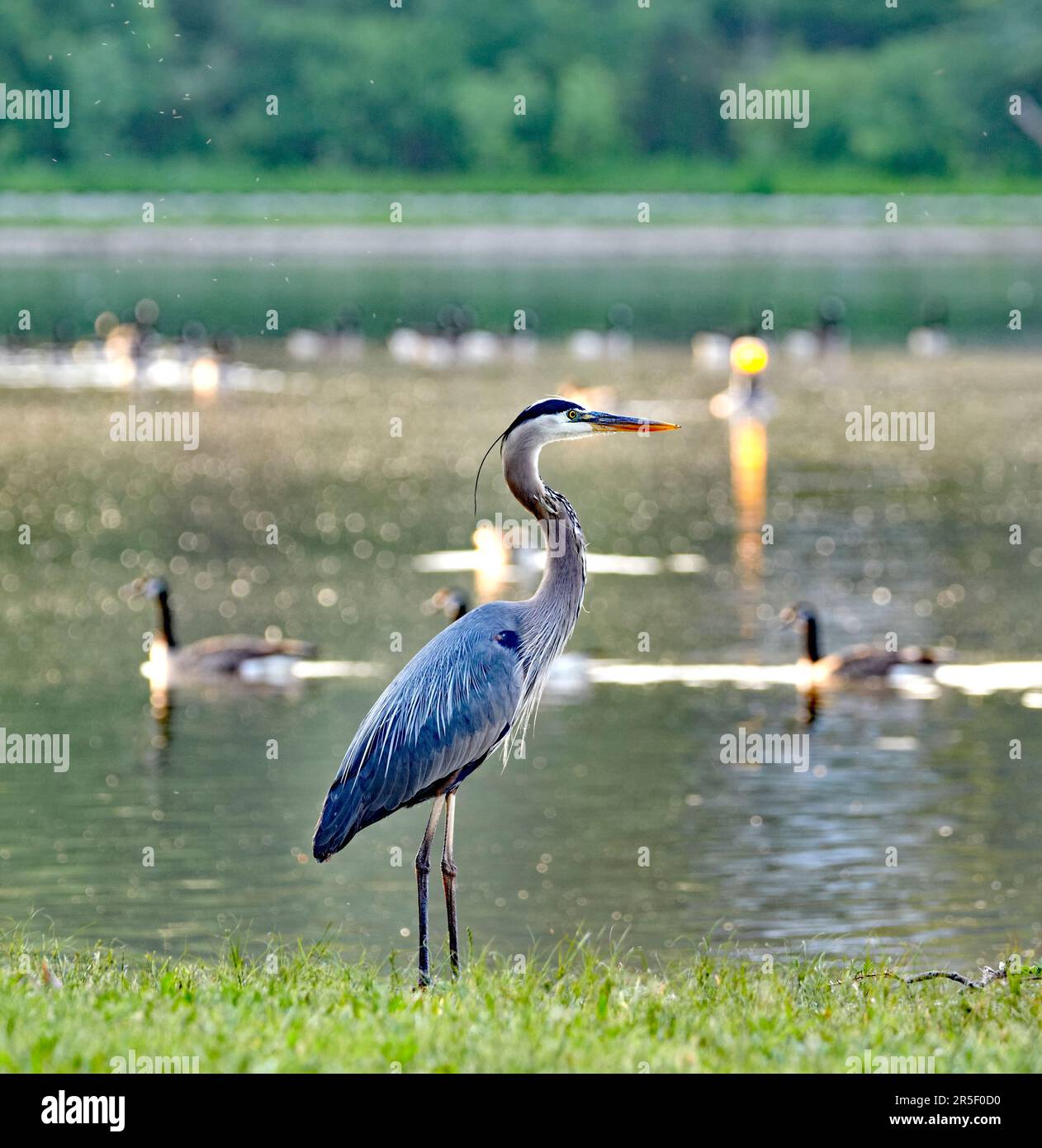 Baby heron hi-res stock photography and images - Alamy