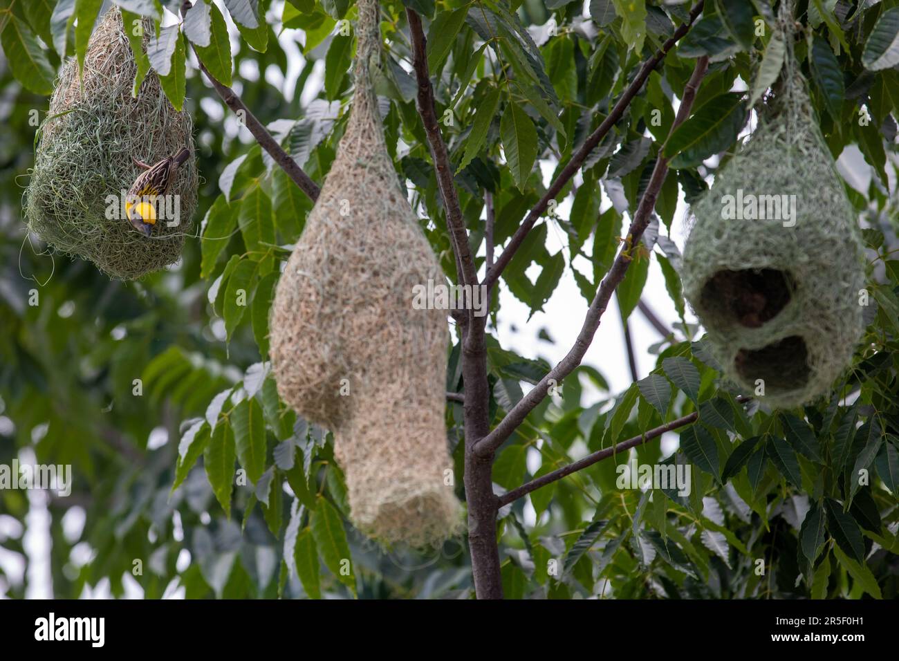 Baya Weaver bird building a nest Stock Photo - Alamy