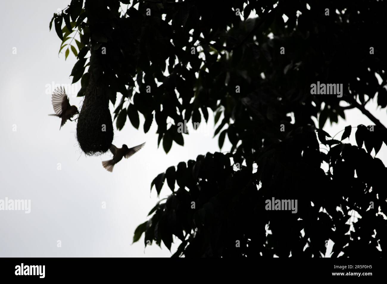 Baya Weaver bird building a nest Stock Photo - Alamy