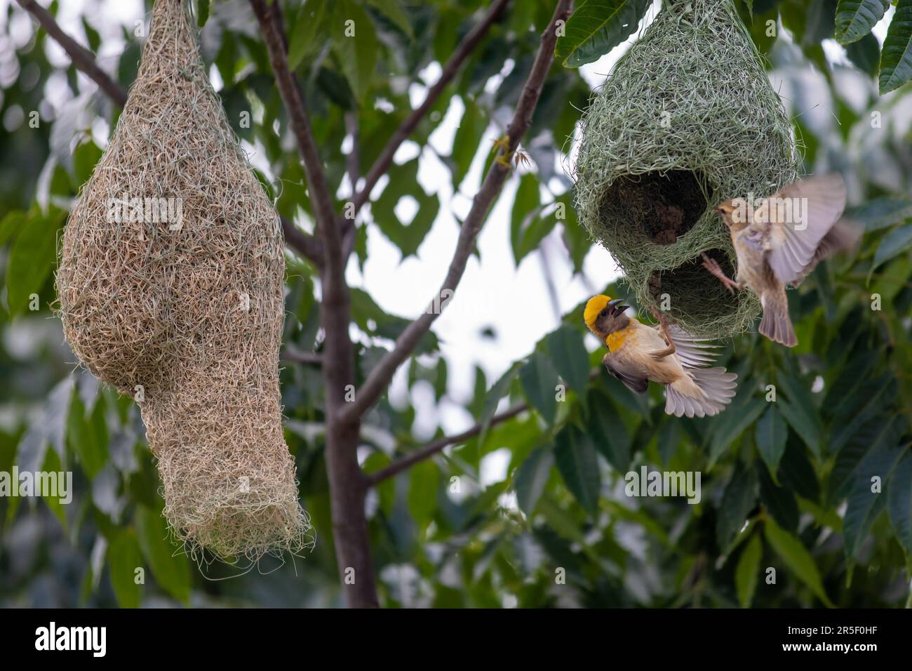 Baya Weaver bird building a nest Stock Photo - Alamy