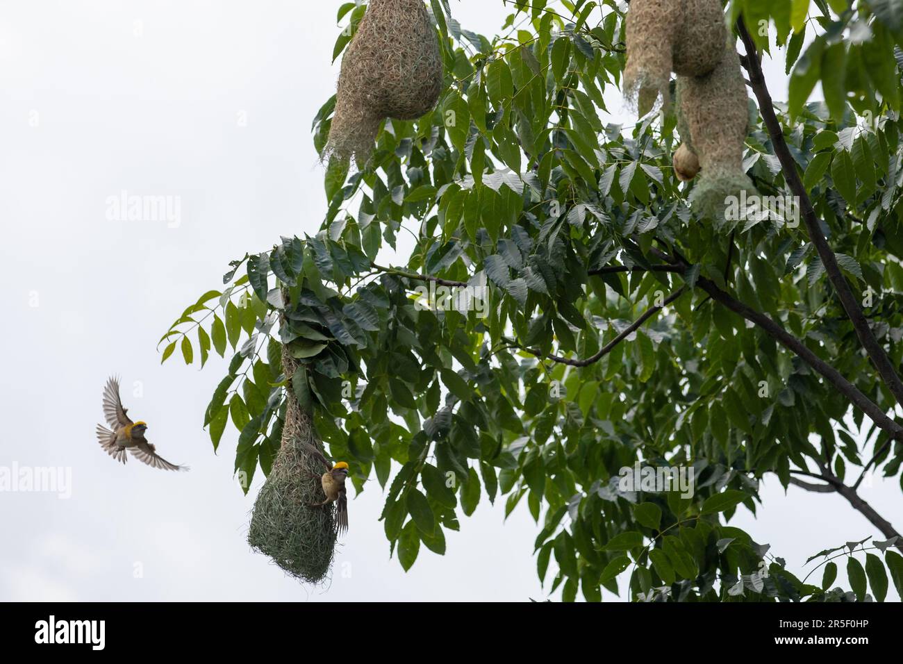 Baya Weaver bird building a nest Stock Photo - Alamy