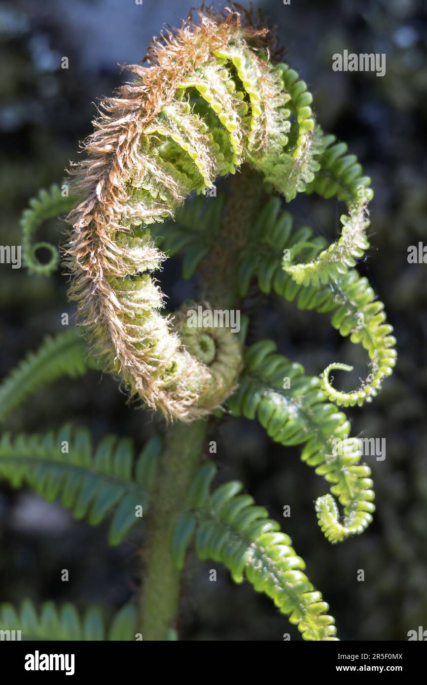 Common male fern hi-res stock photography and images - Alamy