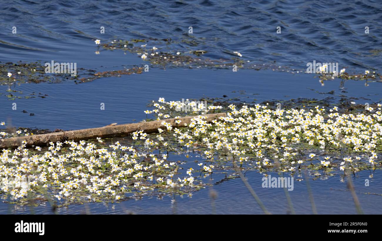 Common Water-crowfoot, Ranunculus aquatilis flowering in a Welsh river ...