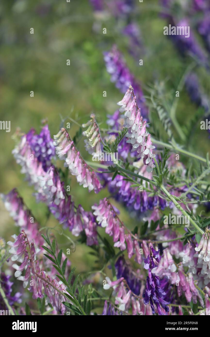 Protein rich forage herb hi-res stock photography and images - Alamy