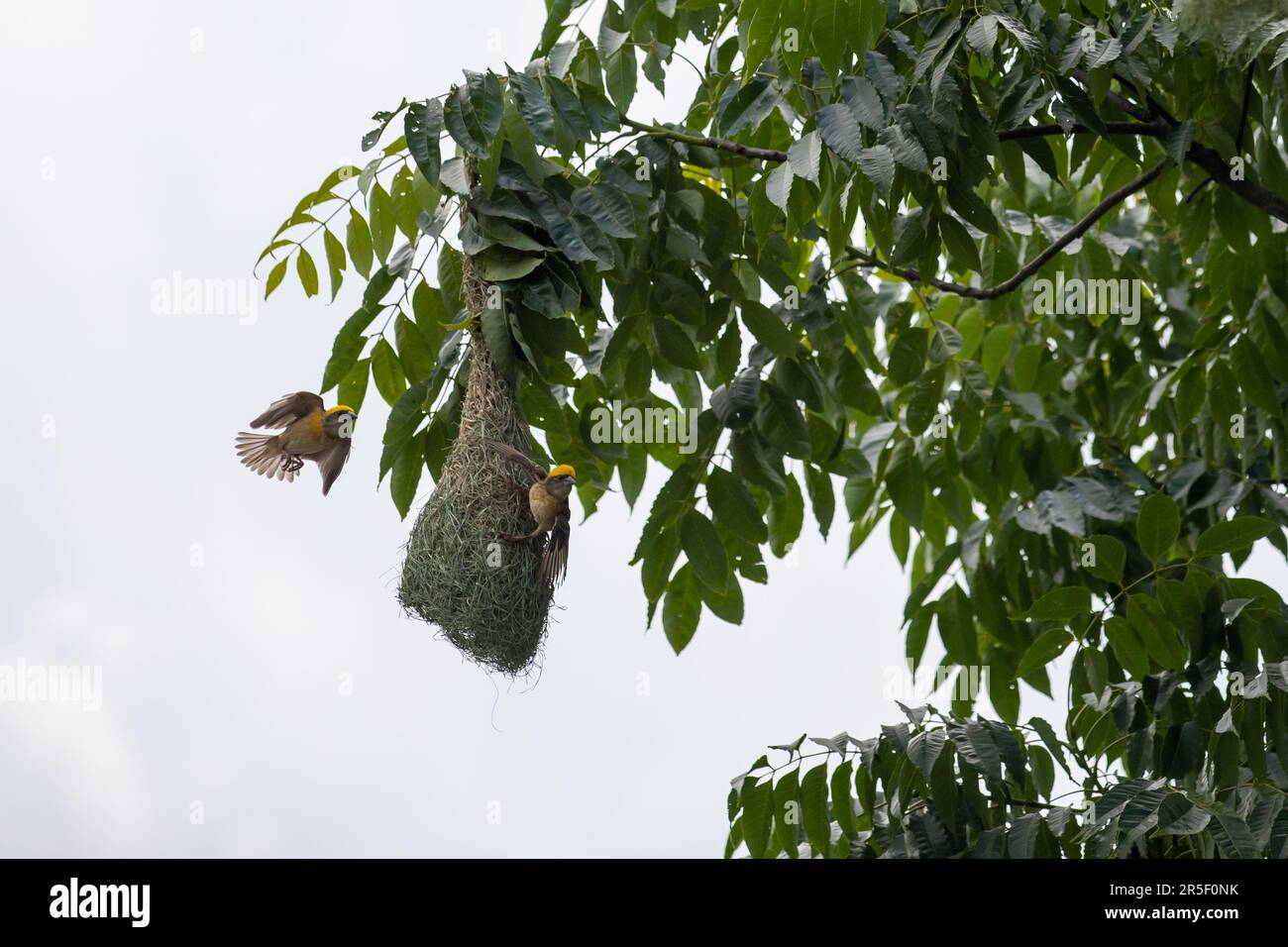 Baya Weaver bird building a nest Stock Photo - Alamy