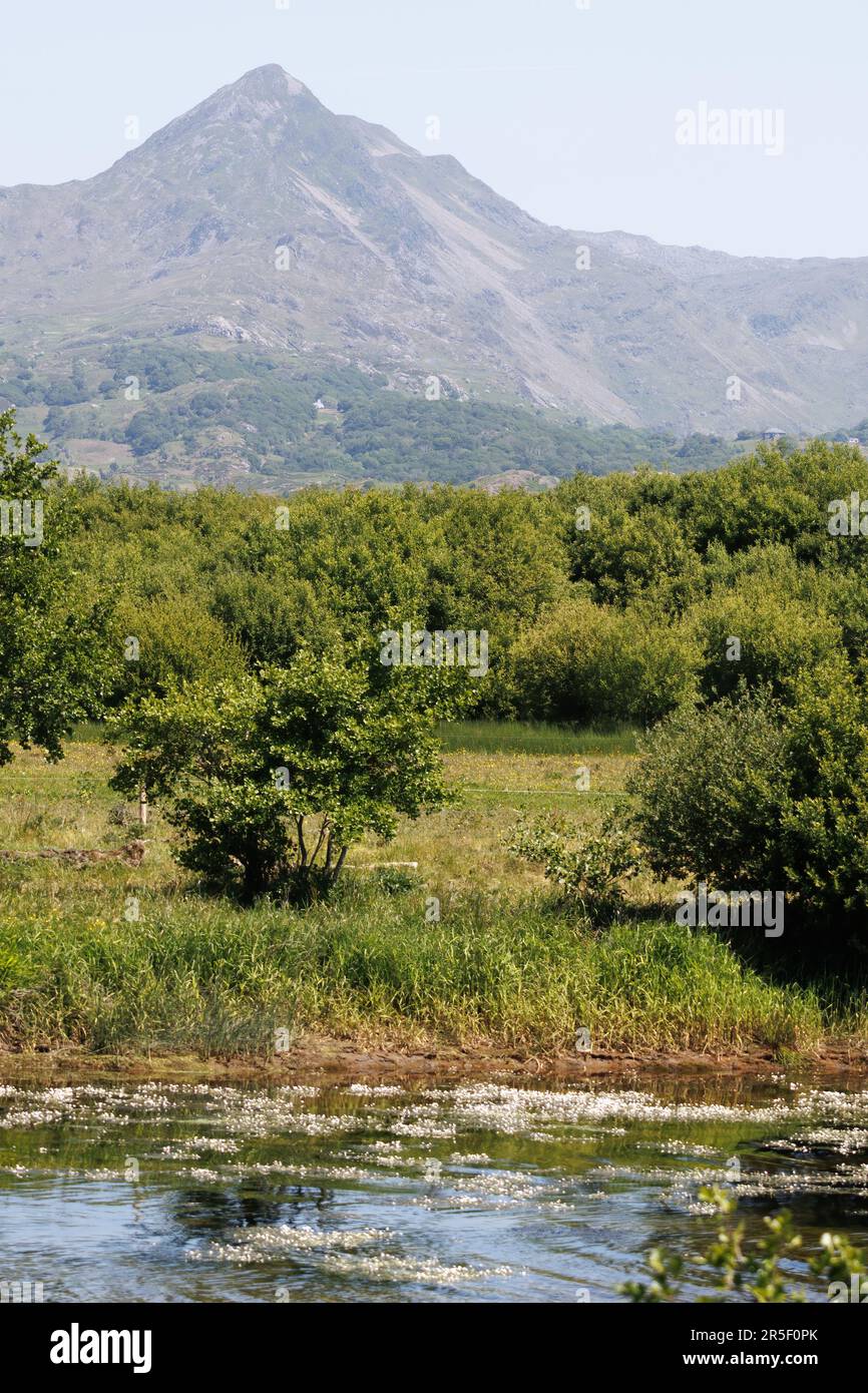 Common Water-crowfoot, Ranunculus aquatilis flowering in a Welsh river ...