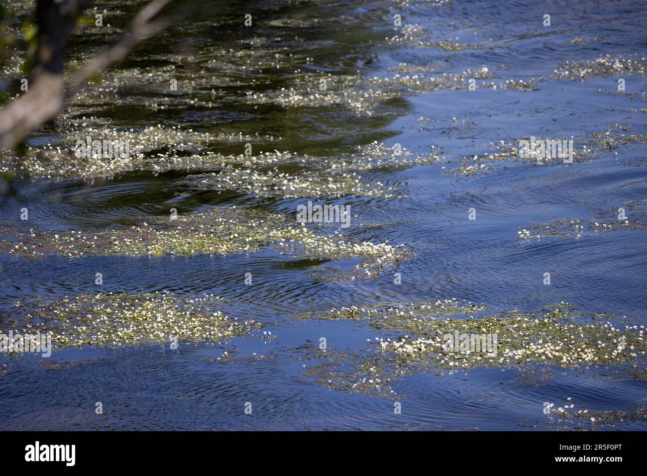 Common Water-crowfoot, Ranunculus aquatilis flowering in a Welsh river ...