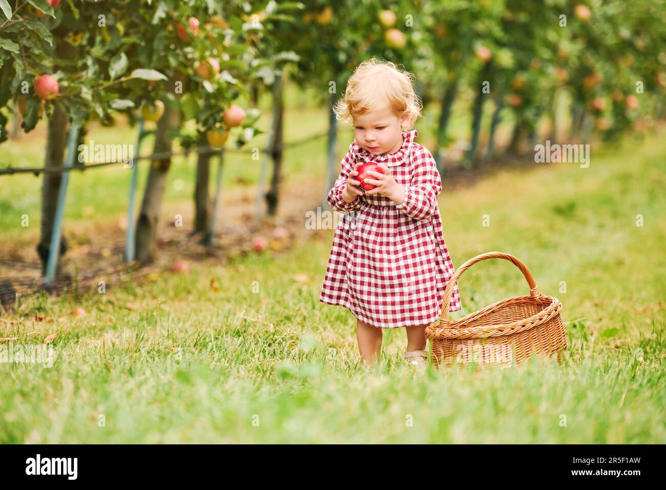 Adorable toddler girl playing in fruit orchard, holding apple, healthy ...