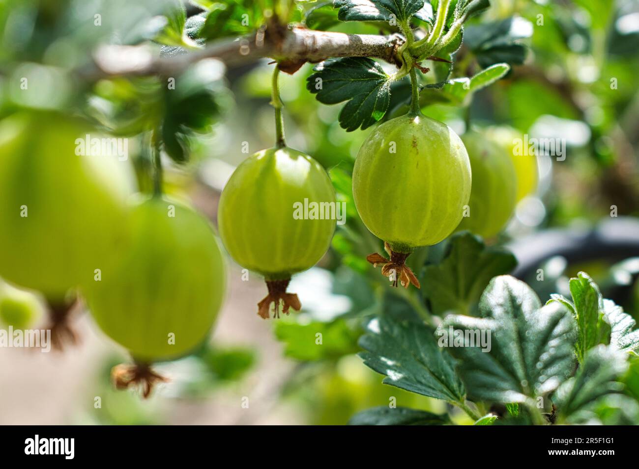 Green gooseberries cluster hi-res stock photography and images - Alamy