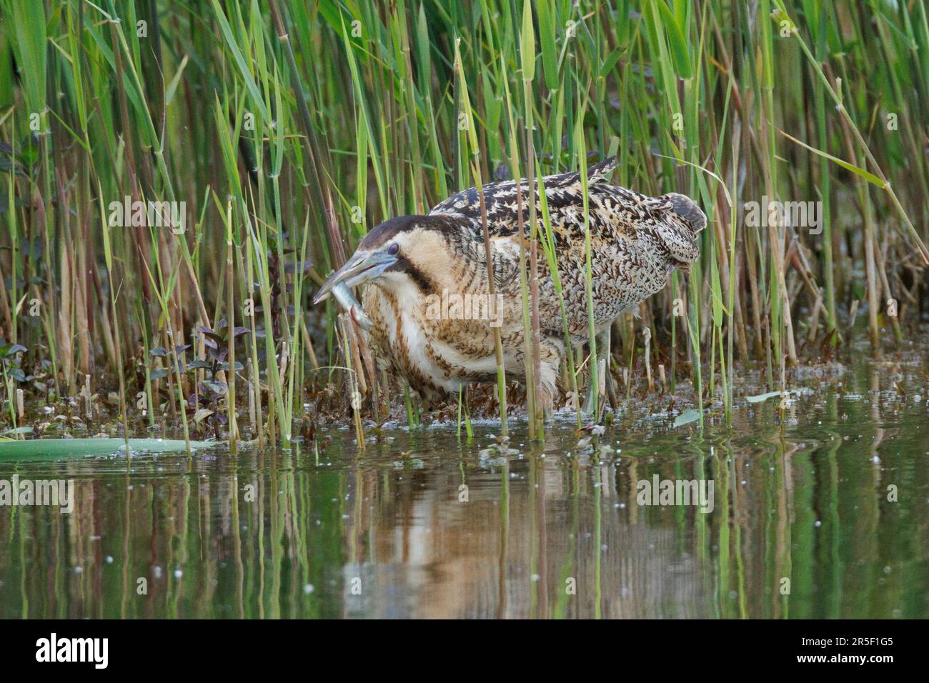 A Bittern fishing on the wetland waters at RSPB Lakenheath nature ...