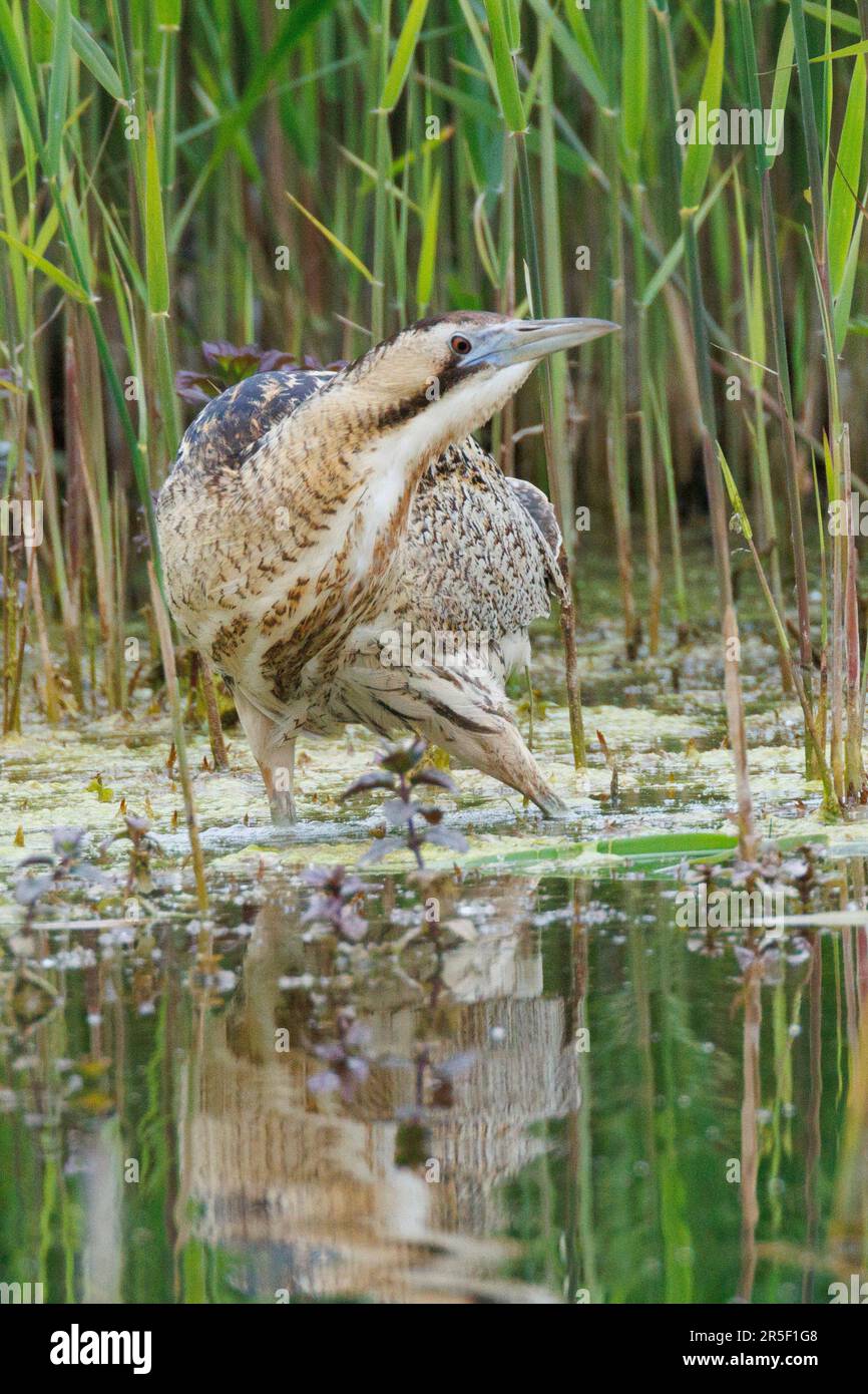 A Bittern fishing on the wetland waters at RSPB Lakenheath nature ...
