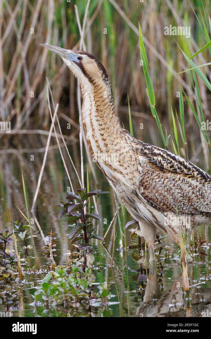 A Bittern fishing on the wetland waters at RSPB Lakenheath nature ...