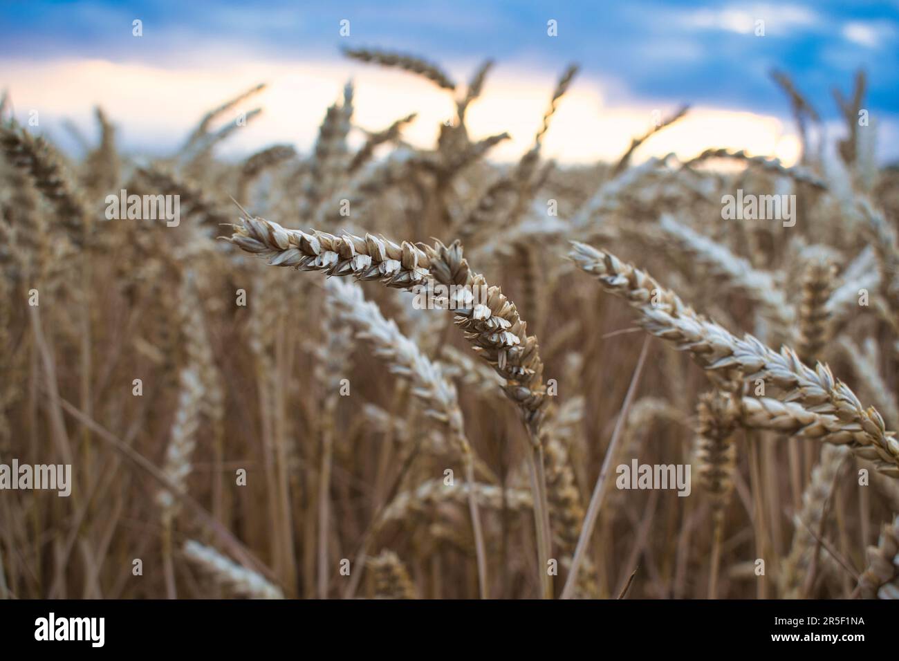 wheat at the wheat field close up Stock Photo - Alamy