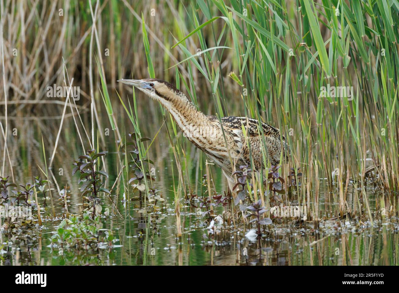 Bittern birds hi-res stock photography and images - Alamy