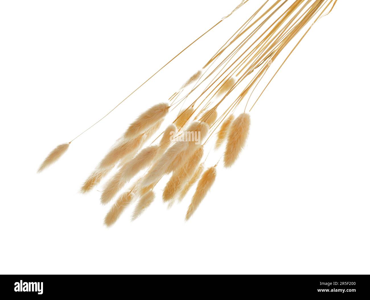 Dried lagurus hi-res stock photography and images - Alamy