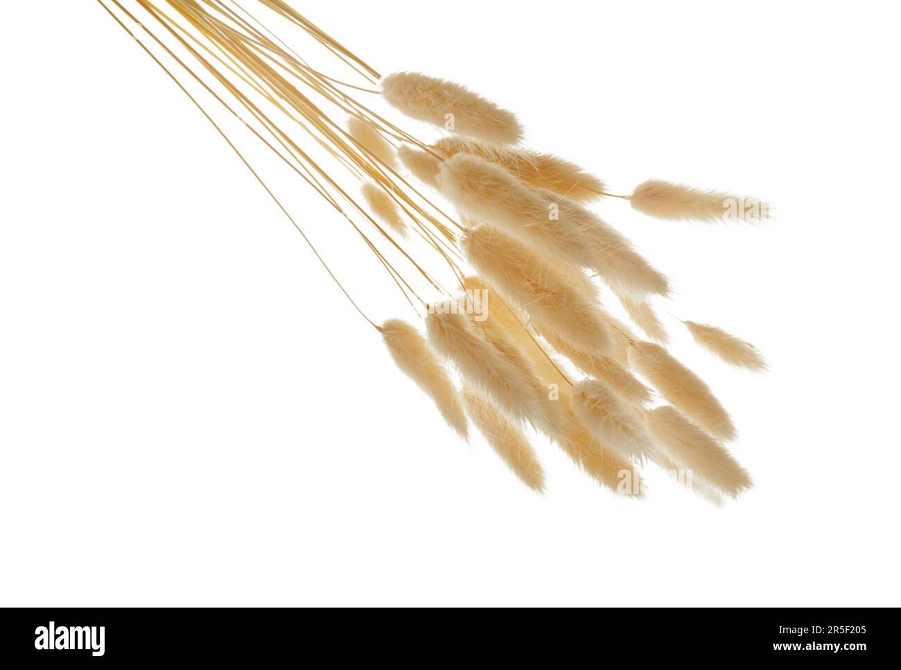 Dried lagurus isolated on white background, closeup Stock Photo - Alamy
