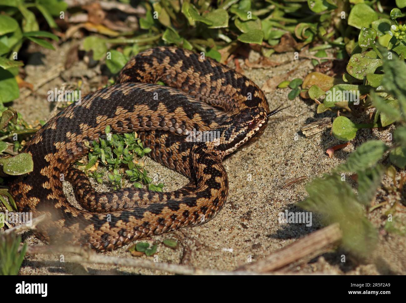 English adder hi-res stock photography and images - Alamy