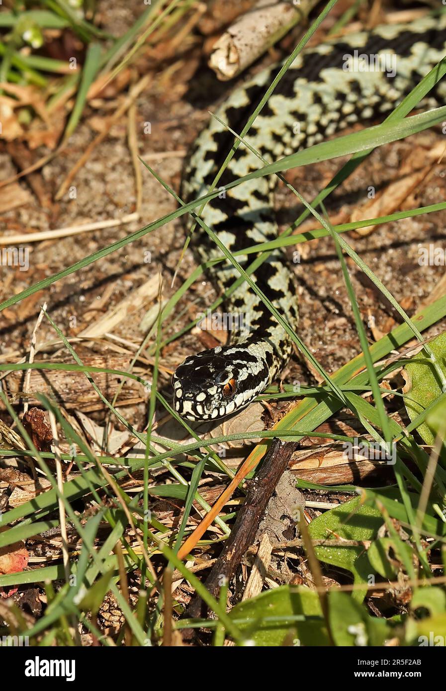 Common European Adder (Vipera berus) adult male freshly emerged from ...