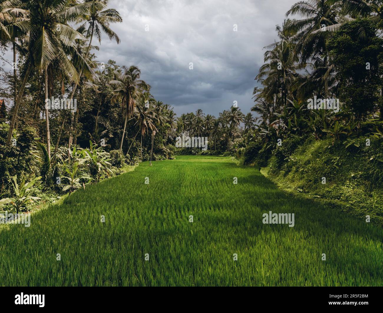 Aerial perspective view of abstract geometric shapes of Bali Lush green ...