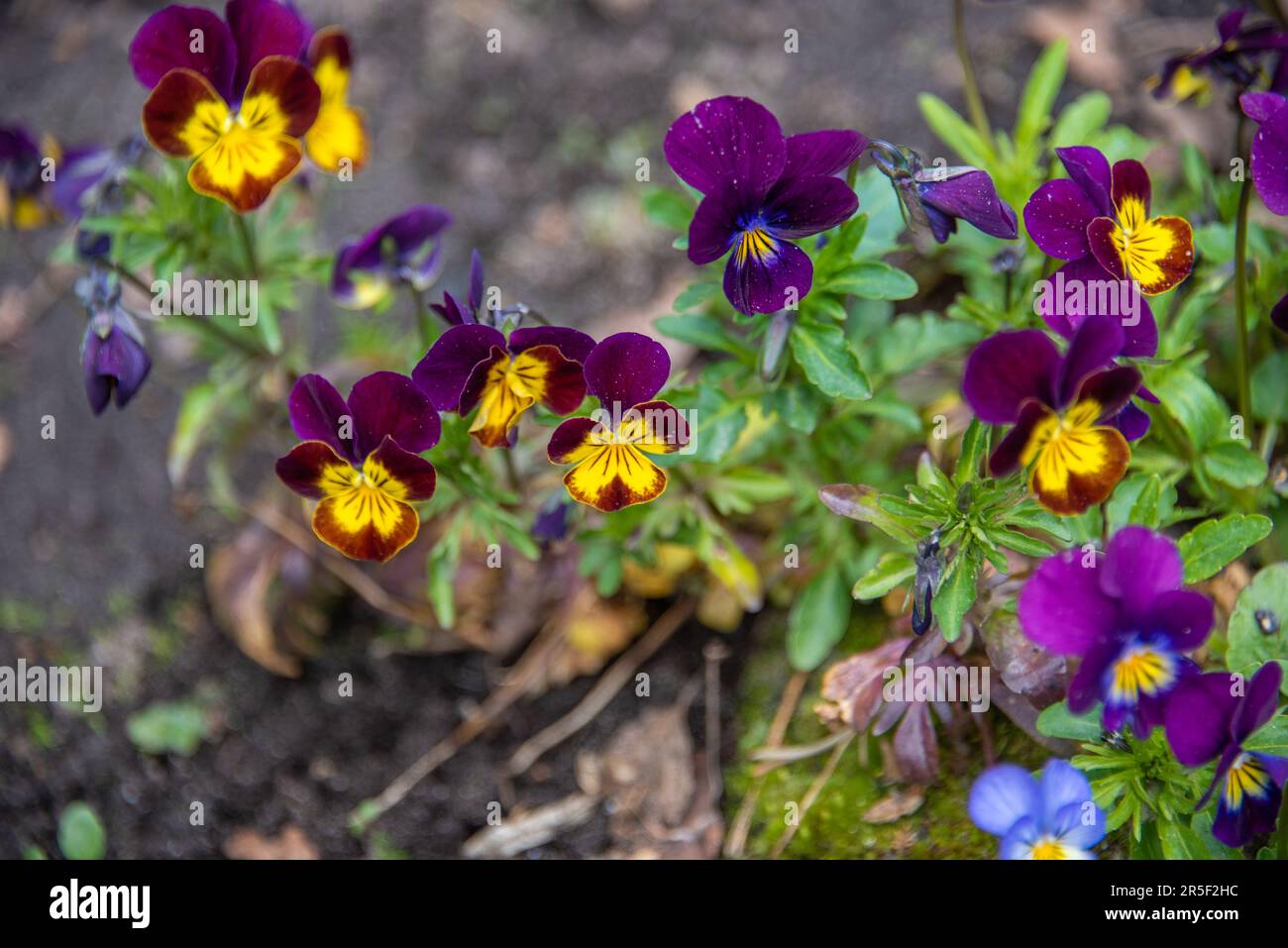 Purple and yellow primrose flowers hi-res stock photography and images ...