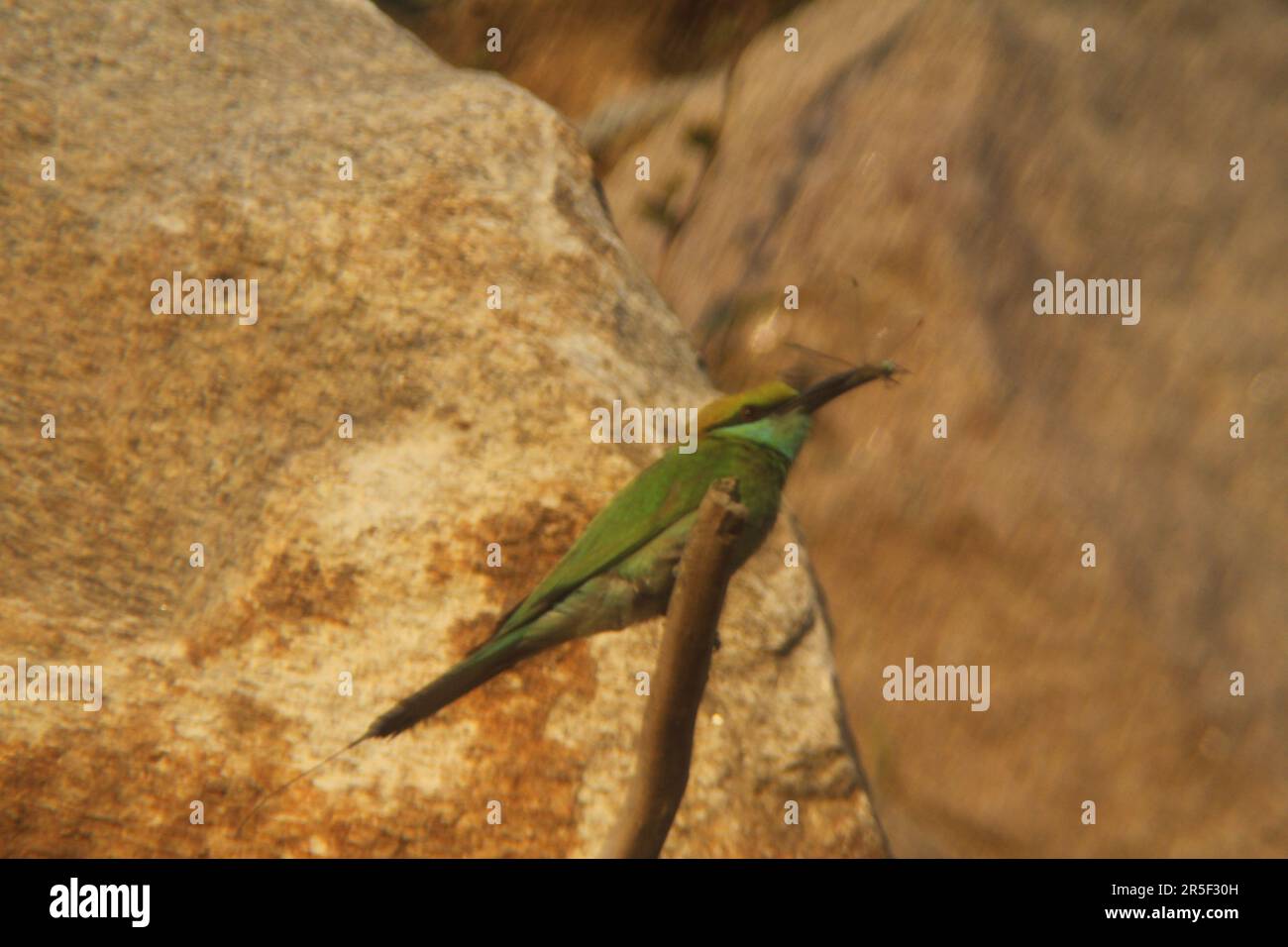 Asian green bee eater bird hi-res stock photography and images - Alamy