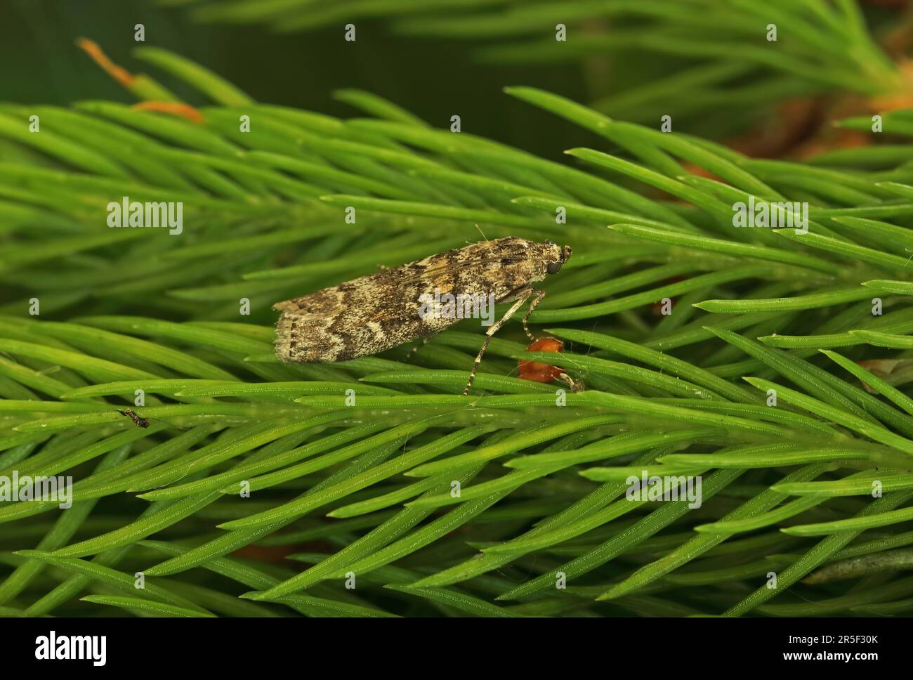 Dark Pine Knot-horn (Dioryctria abietella) migrant adult resting on ...
