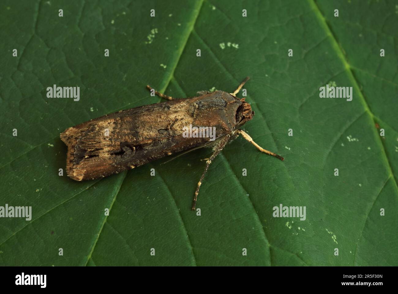 Dark Sword-grass (Agrotis ipsilon) adult at rest on leaf Eccles-on-Sea ...