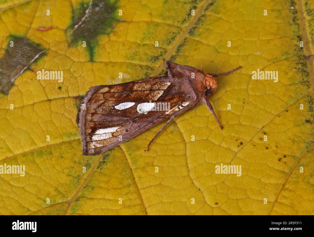 Gold Spot (Plusia festucae) adult at rest on leaf Eccles-on-Sea ...