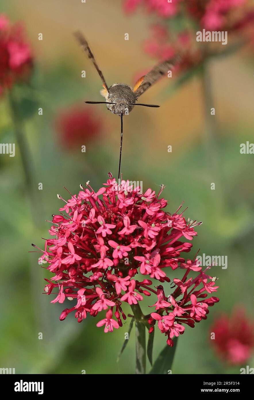 Moth migration hi-res stock photography and images - Alamy