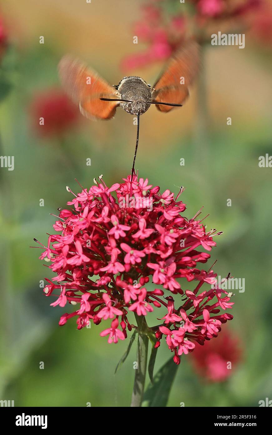 Hummingbird Hawk-moth (Macroglossum stellatarum) adult feeding at Red ...