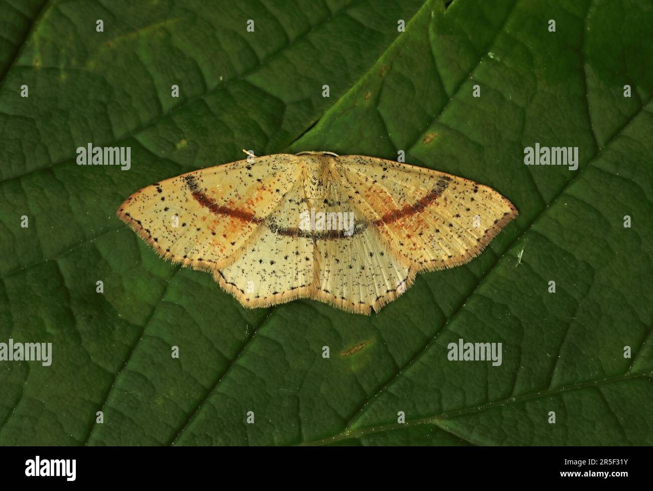 Maiden's Blush (Cyclophora punctaria) adult resting on leaf Eccles-on ...