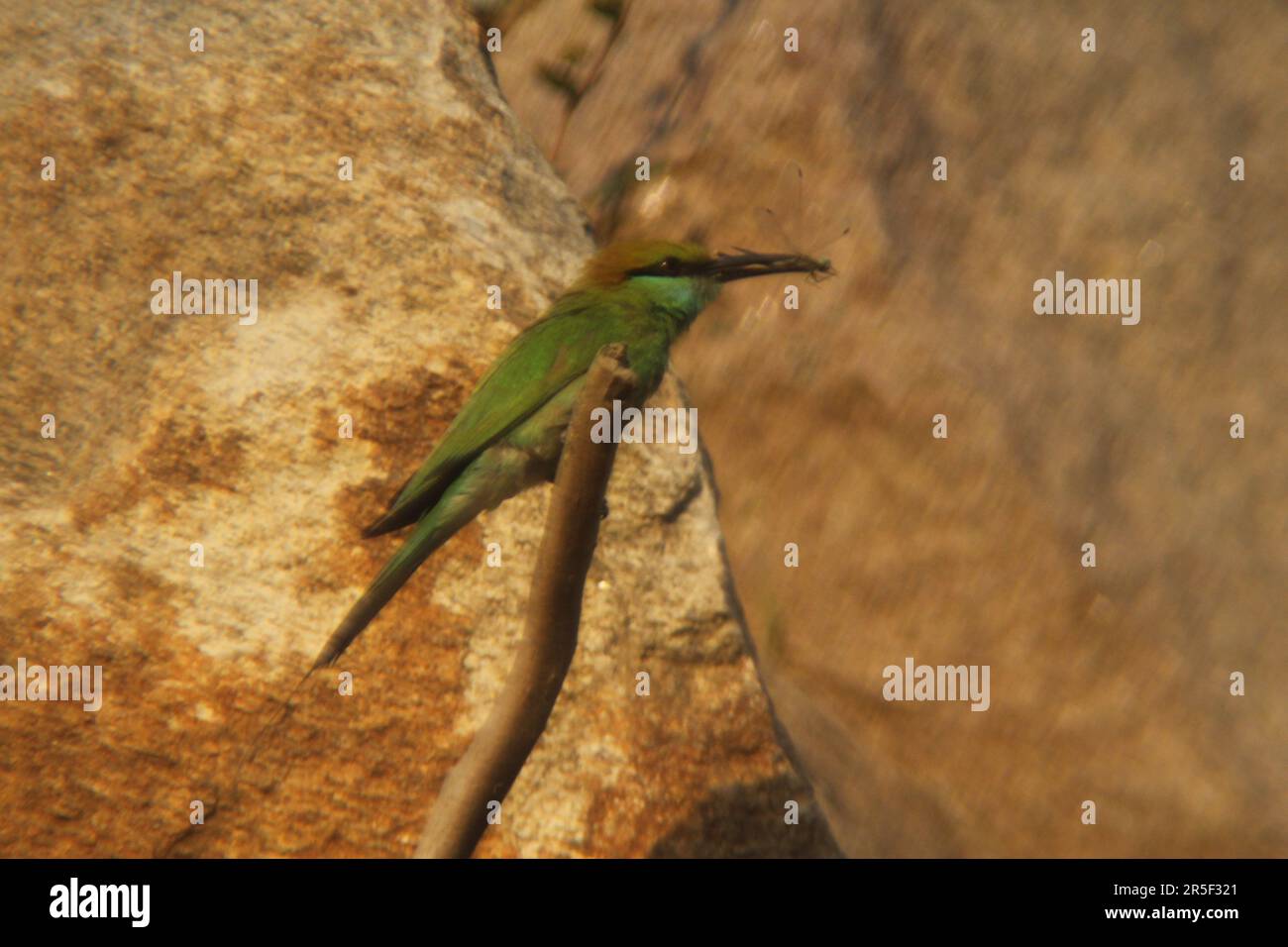 Asian Green Bee Eater Bird Stock Photo - Alamy