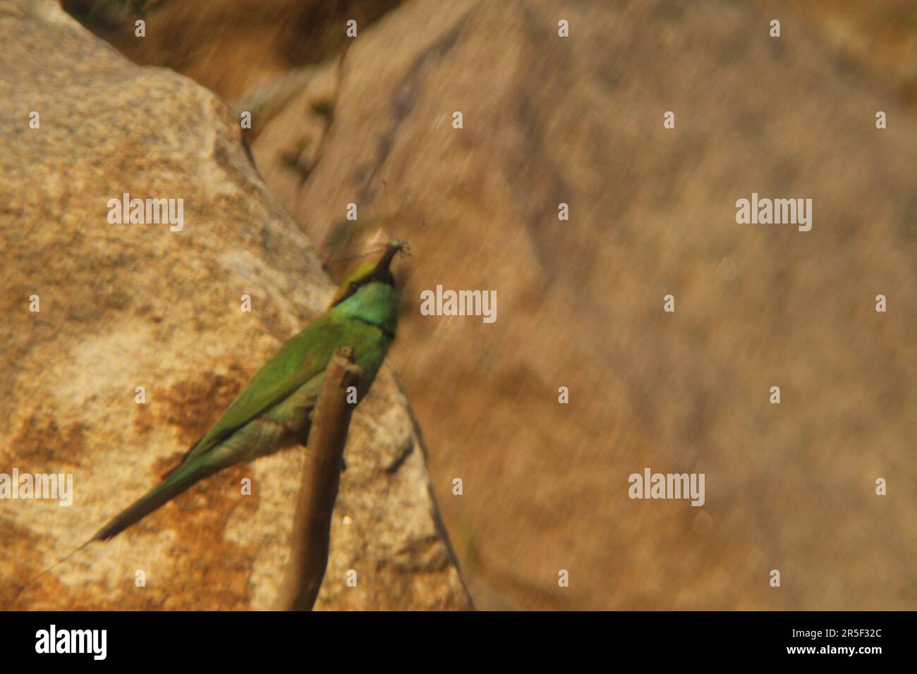 Asian Green Bee Eater Bird Stock Photo - Alamy