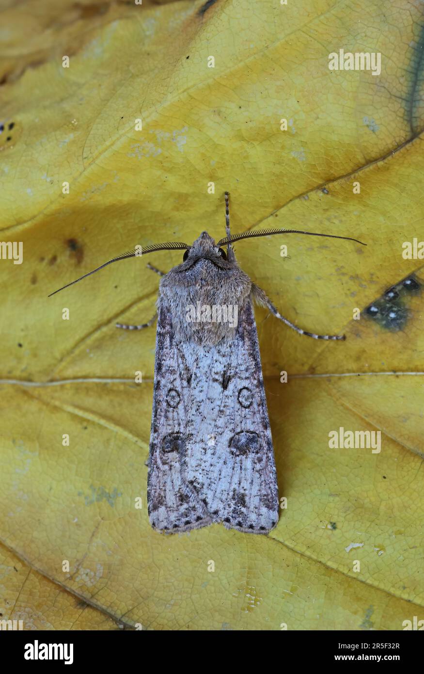 Agrotis segetum hi-res stock photography and images - Alamy