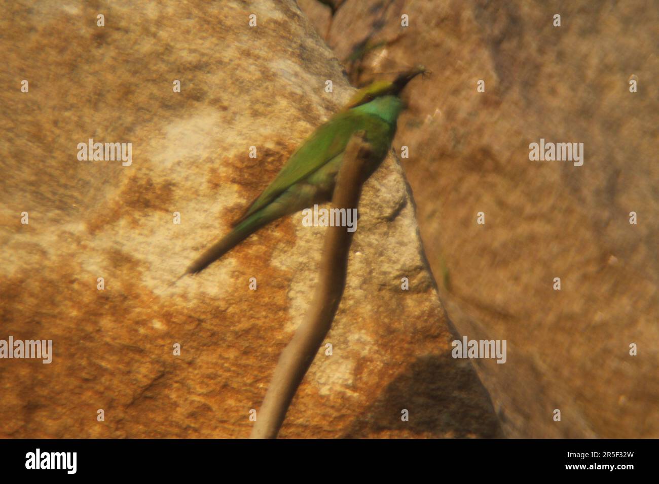 Asian Green Bee Eater Bird Stock Photo - Alamy
