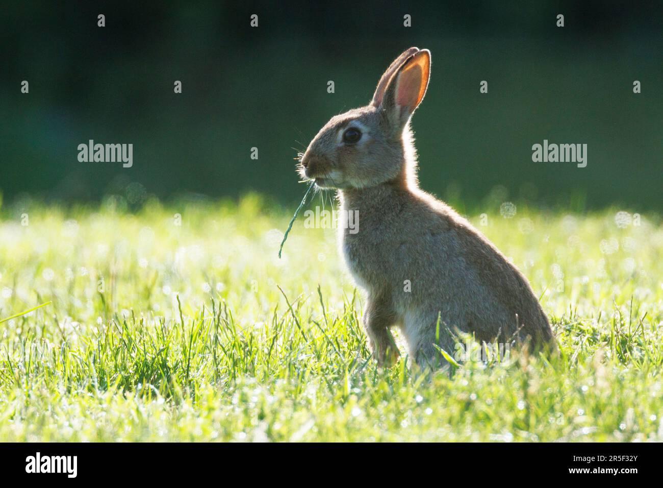 European wild rabbits hi-res stock photography and images - Alamy