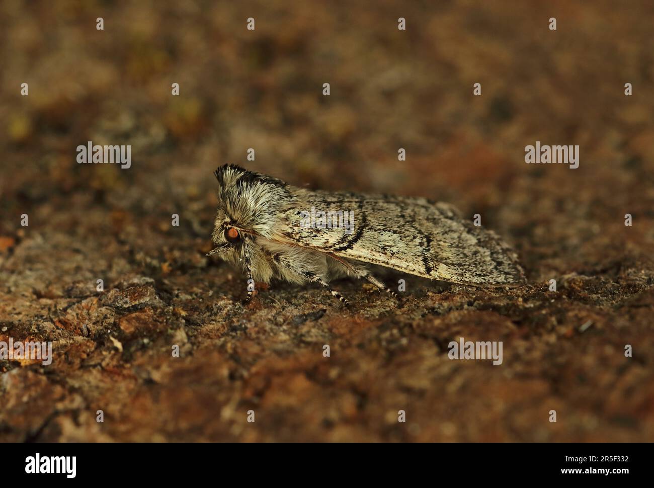 Yellow Horned (Achlya flavicornis) adult at rest on log Eccles-on-Sea ...