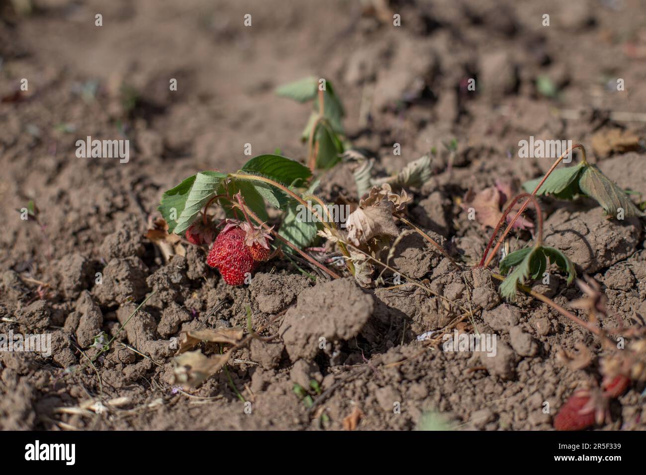 Plants withered in heat hi-res stock photography and images - Alamy