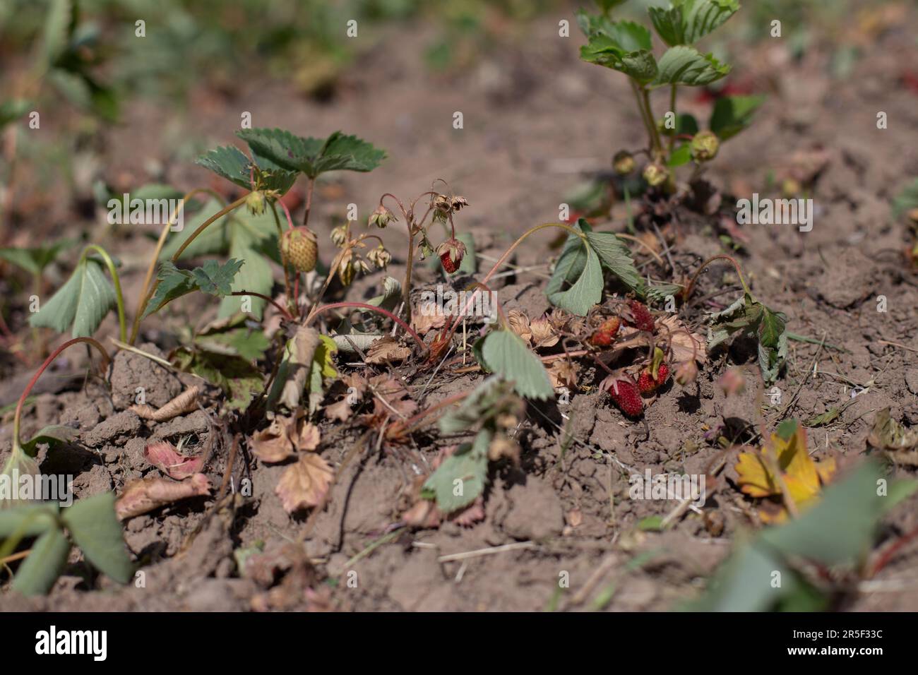 Dry plants from drought in the garden. The dried bushes of a ...