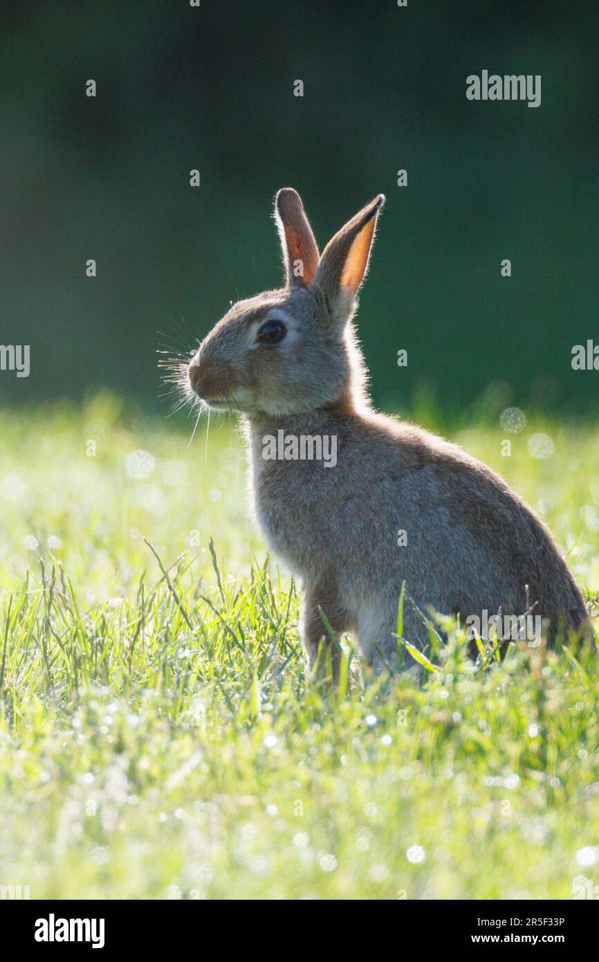European wild rabbits hi-res stock photography and images - Alamy