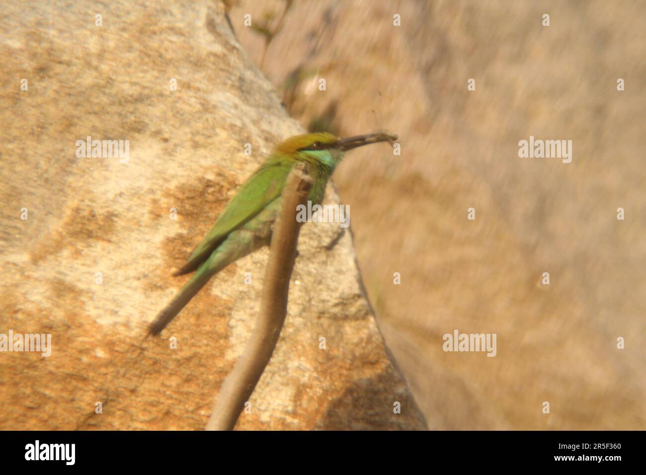 Asian Green Bee Eater Bird Stock Photo - Alamy