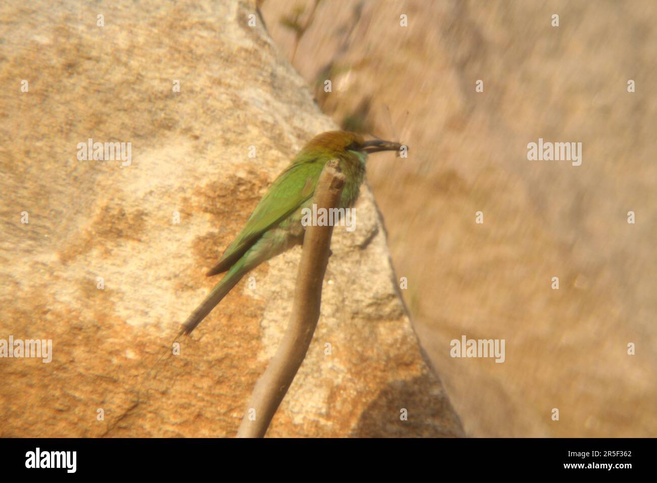 Asian Green Bee Eater Bird Stock Photo - Alamy