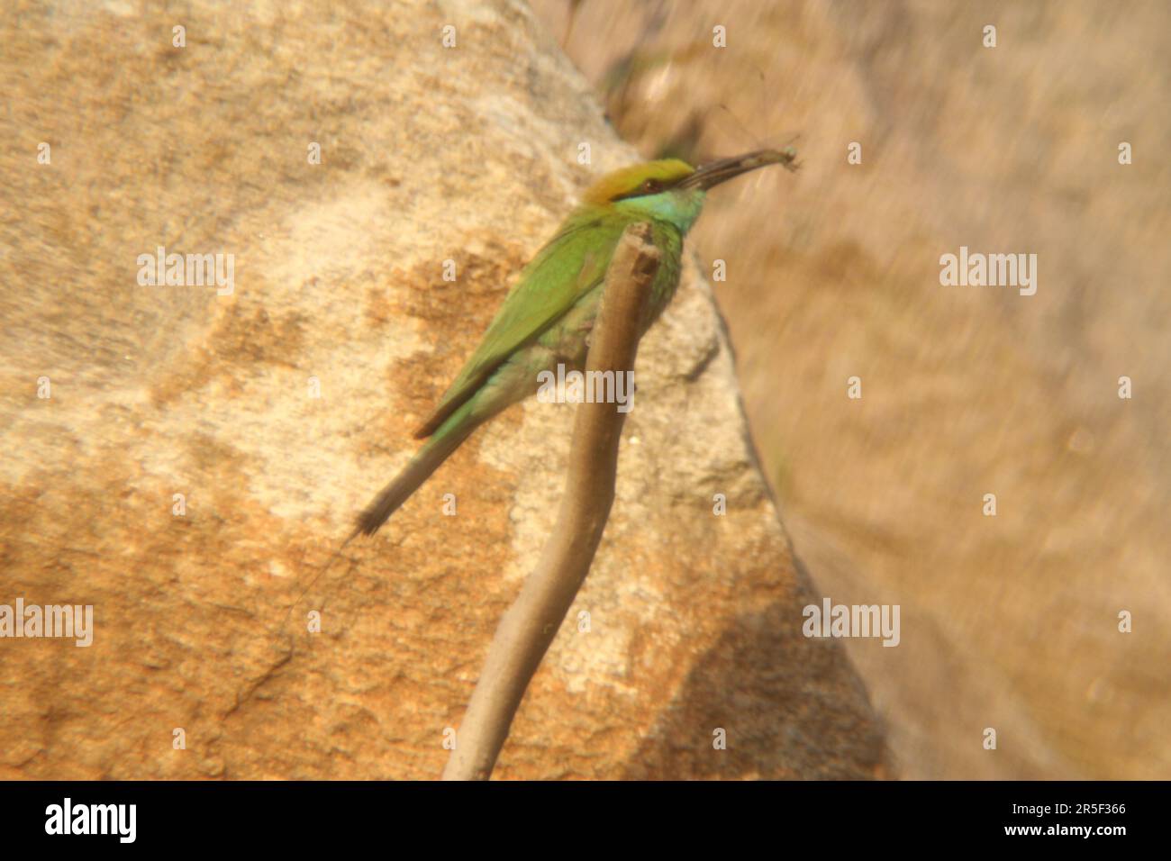 Asian Green Bee Eater Bird Stock Photo - Alamy