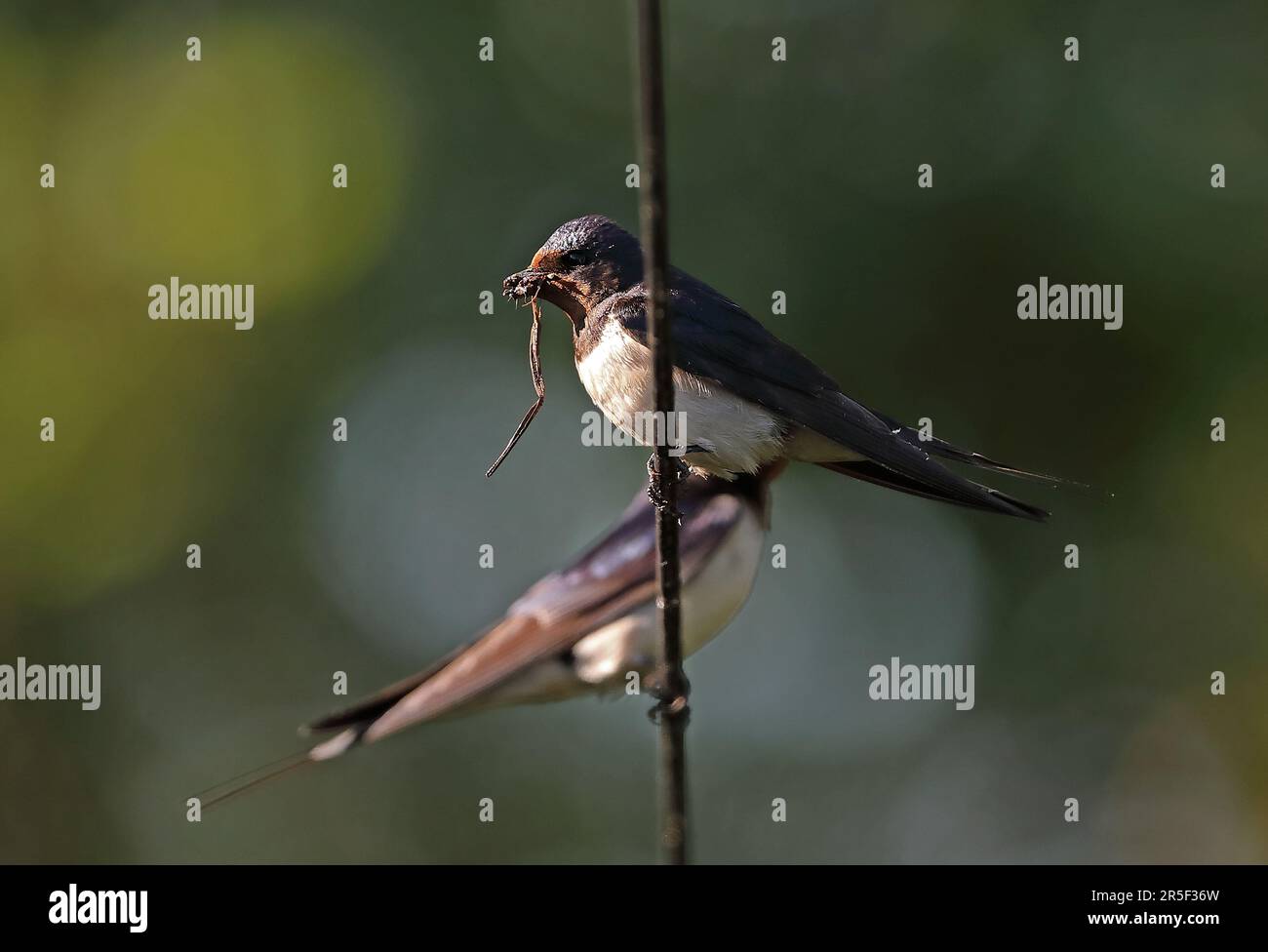 Barn swallow hirundo rustica female hi-res stock photography and images ...