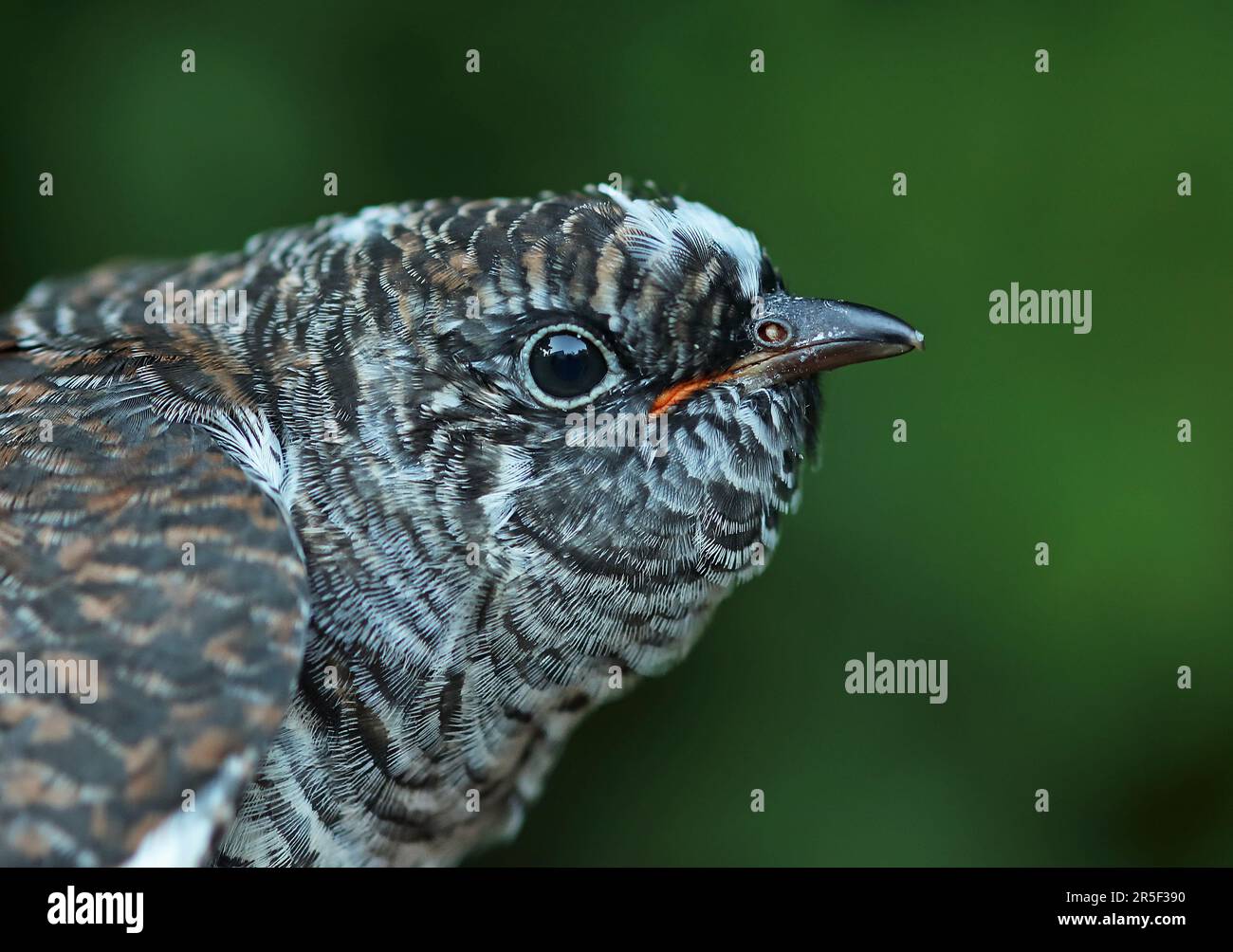 Common Cuckoo (Cuculus canorus canorus) close up of head of juvenile ...