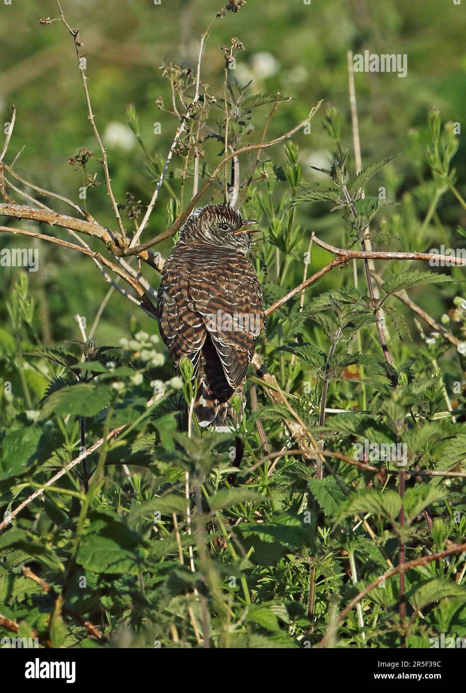 Common Cuckoo (Cuculus canorus canorus) juvenile perched on dead ...