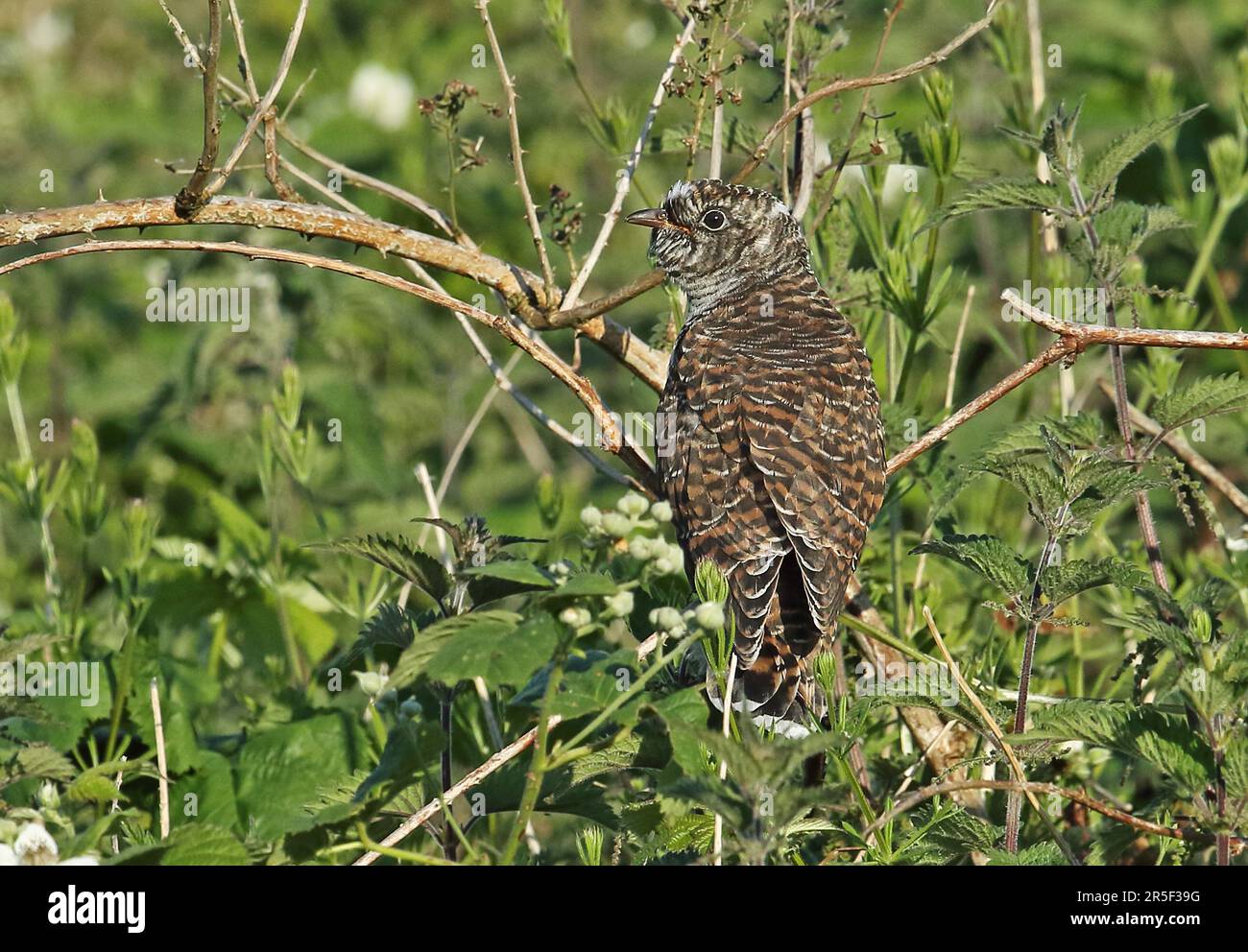 Common Cuckoo (Cuculus canorus canorus) juvenile perched on dead ...
