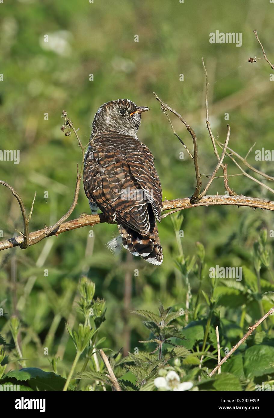 Common Cuckoo (Cuculus canorus canorus) juvenile perched on dead ...