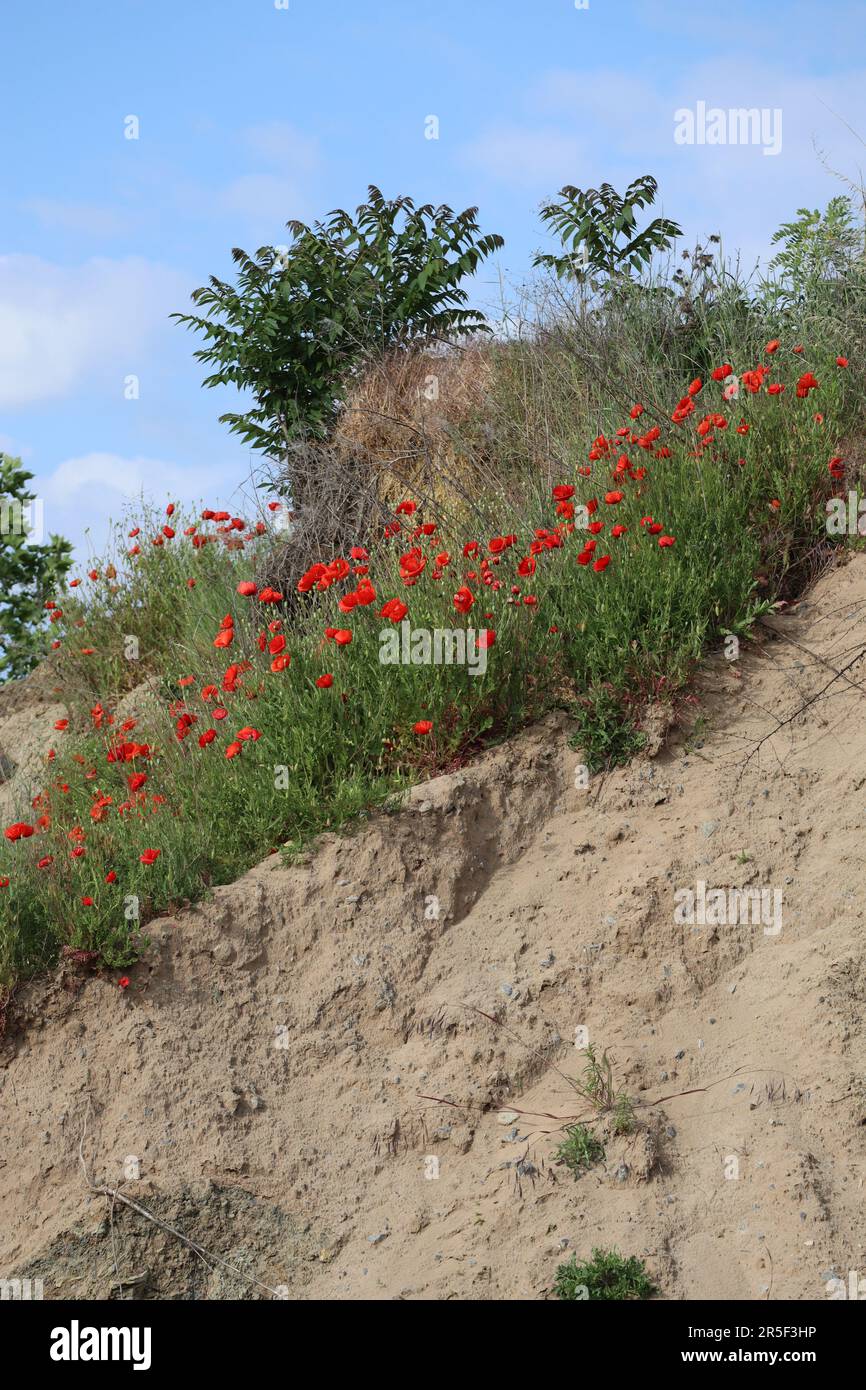 Corn poppy relies on its Root power Stock Photo - Alamy